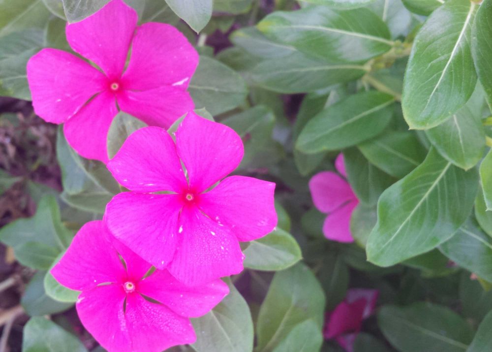 An Undivided Heart – Words of God's Wisdom